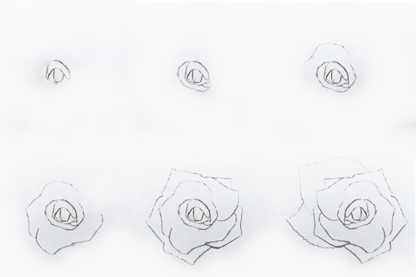 Realistic Rose Drawing: Ultimate Step-by-Step Guide for Beginners ...