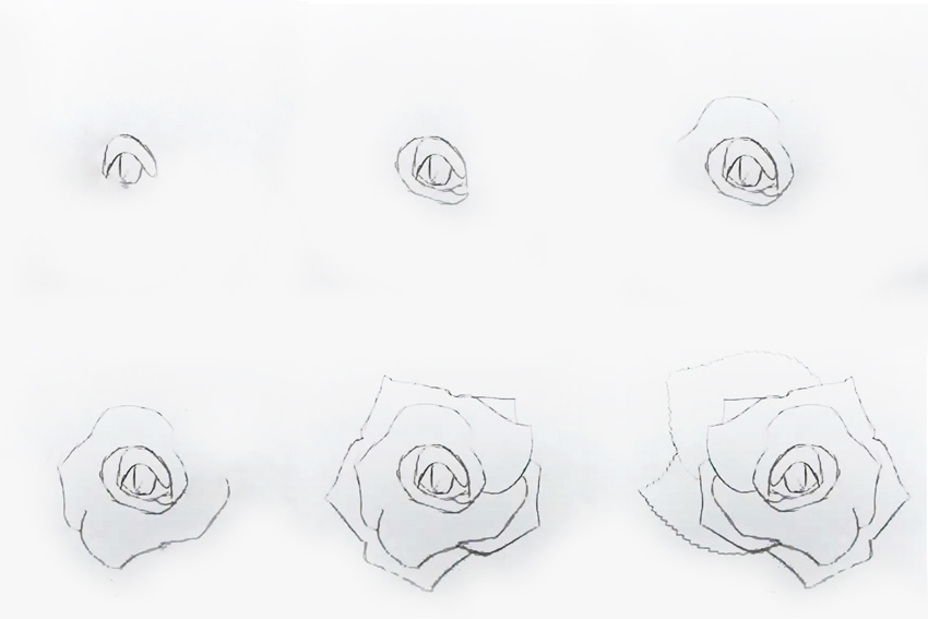 Realistic Rose Drawing: Ultimate Step-by-Step Guide for Beginners ...
