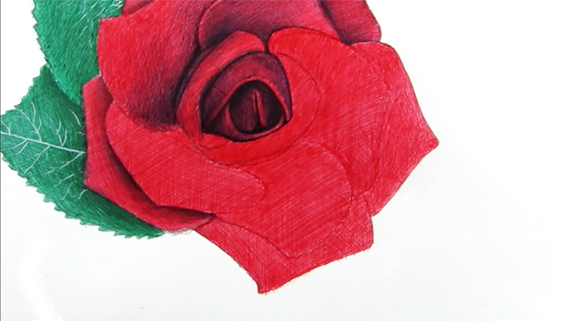 Realistic Rose Drawing: Ultimate Step-by-Step Guide for Beginners ...