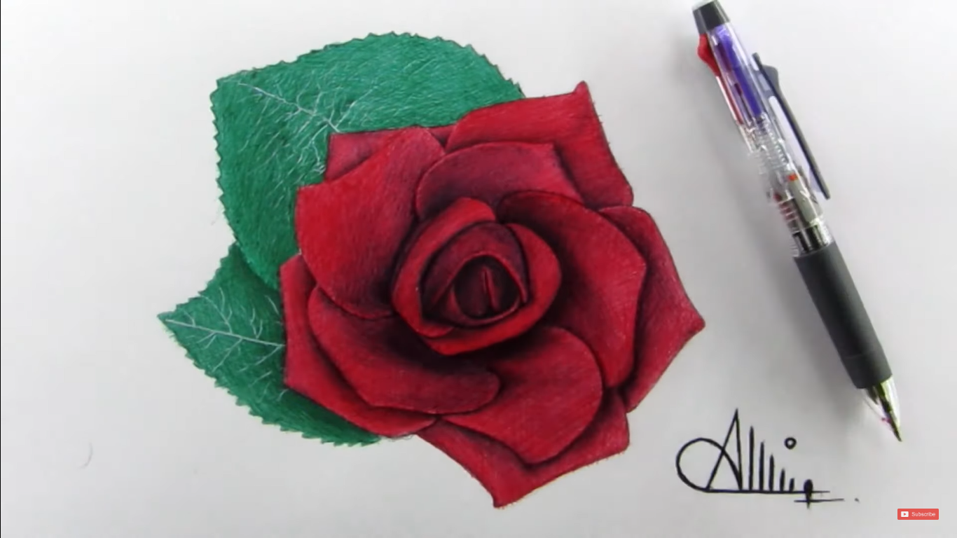 Realistic Red Rose Drawing